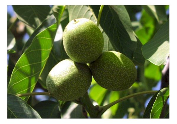 Ferrari Farms | Simply the finest organically grown fruits and nuts